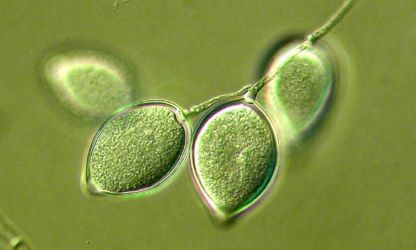 World Phytophthora Collection at the University of California ...